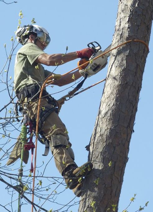 770-Tree-Guy is Fayette's only tree company with a Certified Arborist ...